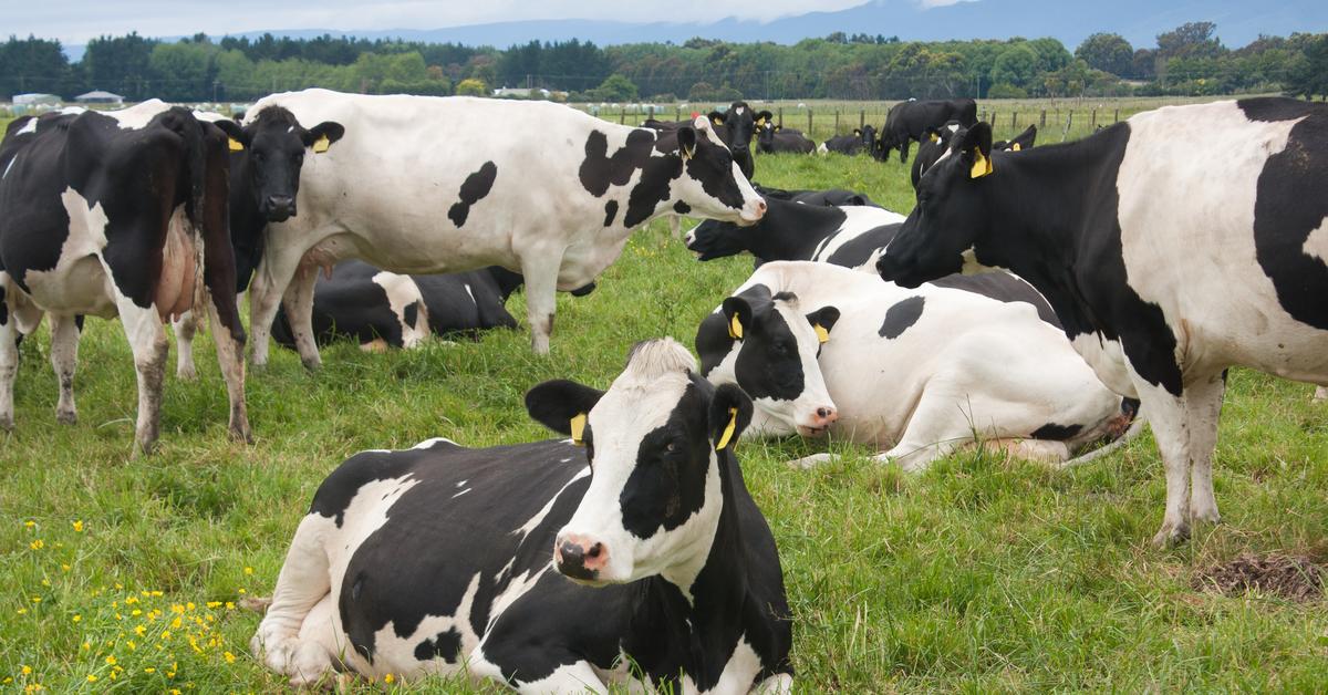 How much does the most expensive cow in the world cost? And why so many ...